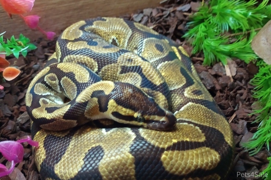 Ball pythons for sale