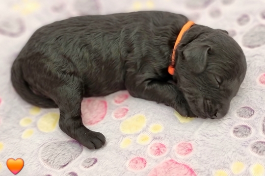 Miniature poodle puppy