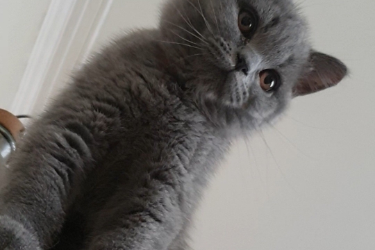 ⭐ BSH Kittens. Exceptional Pedigree