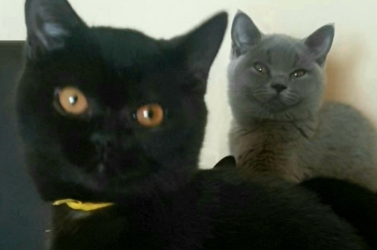 ⭐ BSH Kittens. Exceptional Pedigree