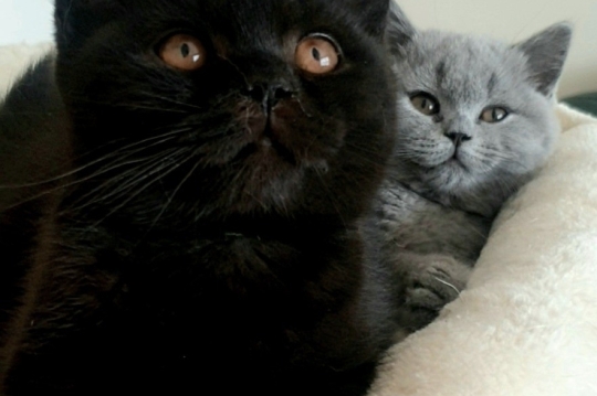 ⭐ BSH Kittens. Exceptional Pedigree