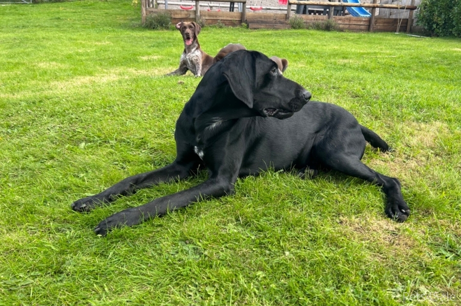 GSP puppies for sale
