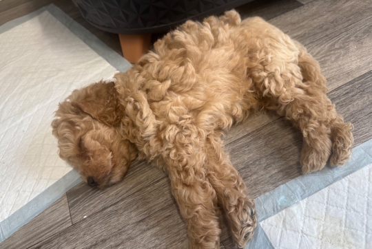 Cockapoo puppies ready to leave