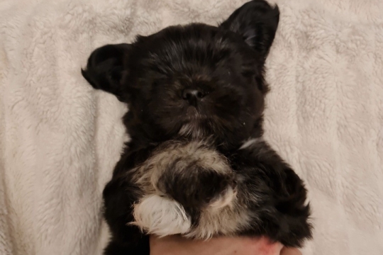 Beautiful Lhasa-apso boy & girl for sale