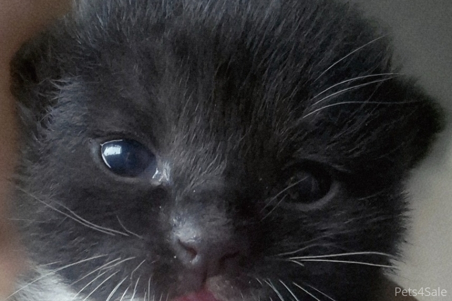 Kitten