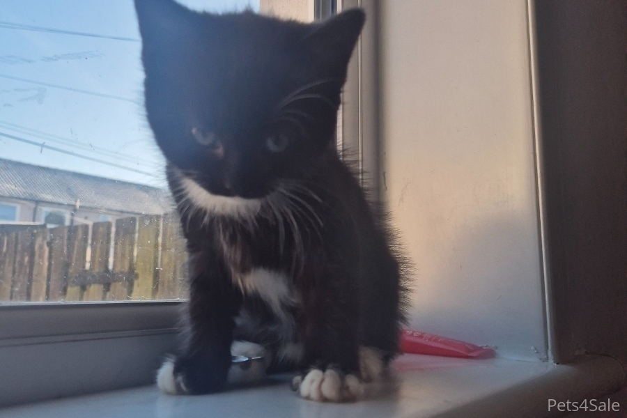 Kitten
