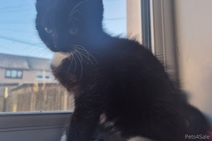 Kitten