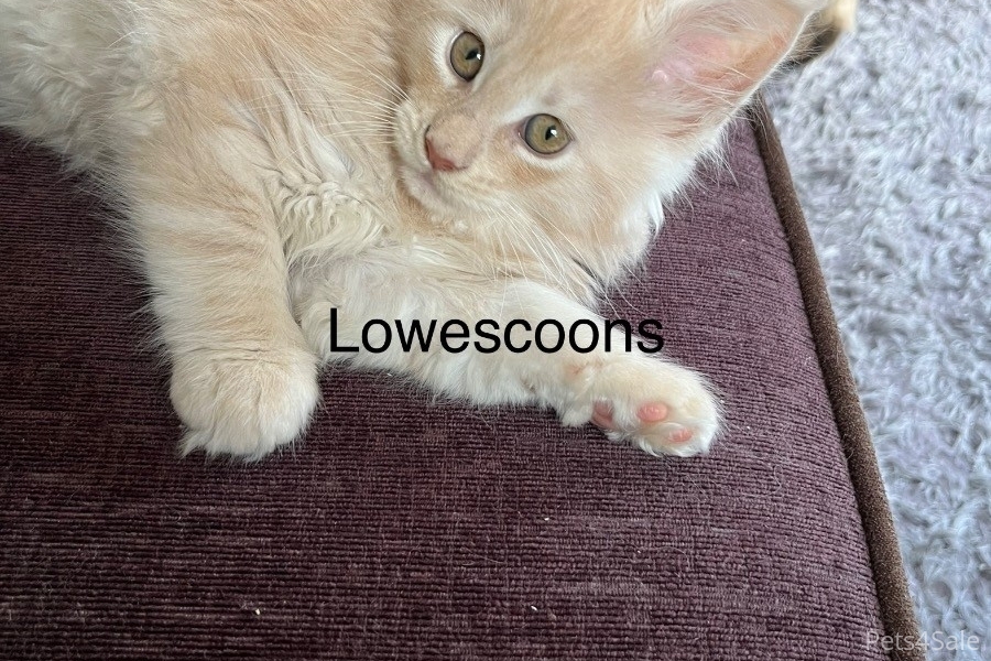 TICA Registered Maine Coon Kittens