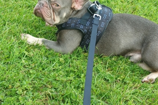 Loving Home Needed – Please Read Fully