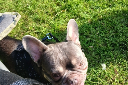 Loving Home Needed – Please Read Fully