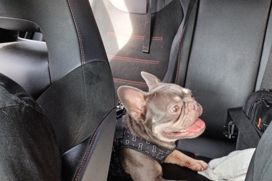 Loving Home Needed – Please Read Fully